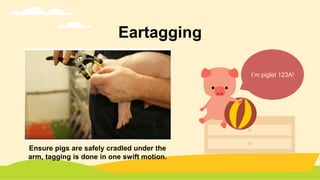 Piglet Processing.pptx