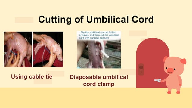 Piglet Processing.pptx