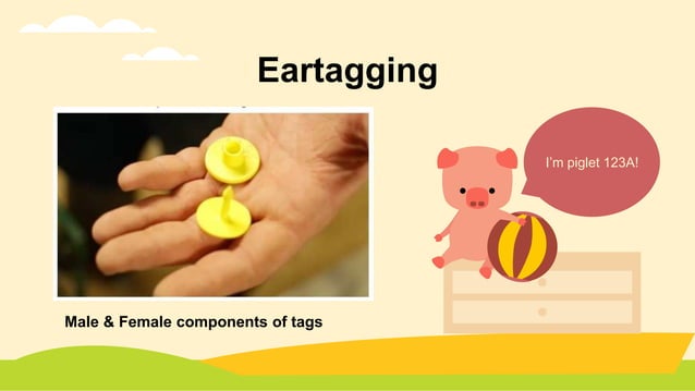 Piglet Processing.pptx