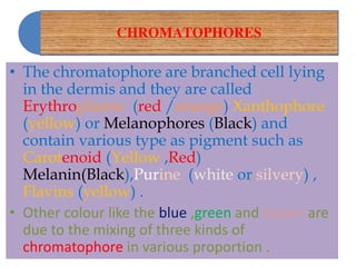 Pigment and colour change in fishes | PPTX