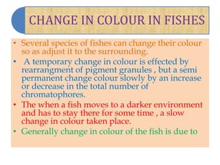 Pigment and colour change in fishes | PPTX