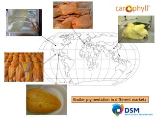 Chicken & Egg Pigmentation with CAROPHYLL® | PDF