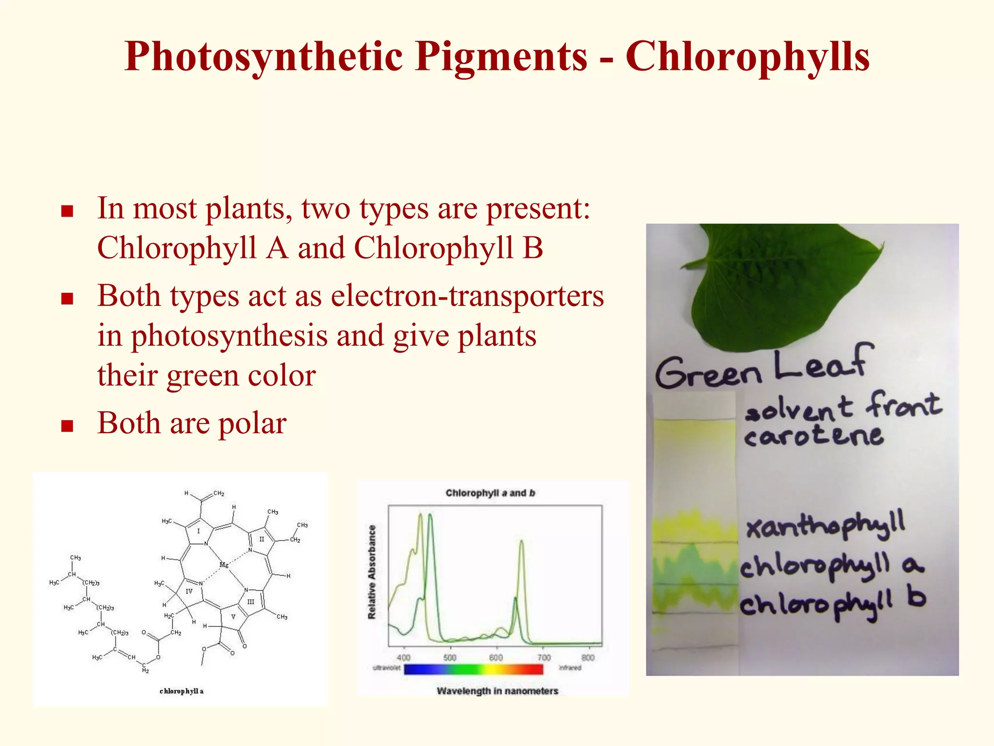 Pigmentchromatography | PDF