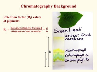 Pigmentchromatography | PDF | Chemistry | Science