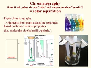 Pigmentchromatography | PDF