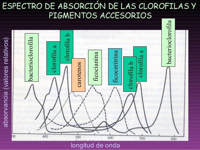 Pigmentos Fotosinteticos