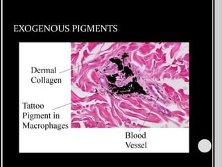 Pigments | PPT