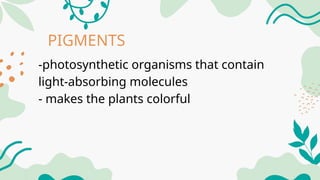 Important pigments used in the process of photosynthesis | PPTX