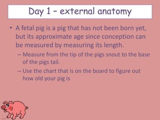 Pig PPT | PPTX