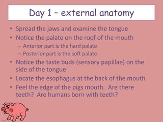 Pig PPT | PPTX