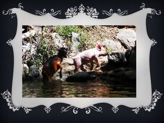 Pig Rescues Baby Goat