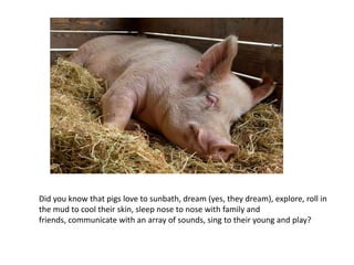 Pigs | PPT