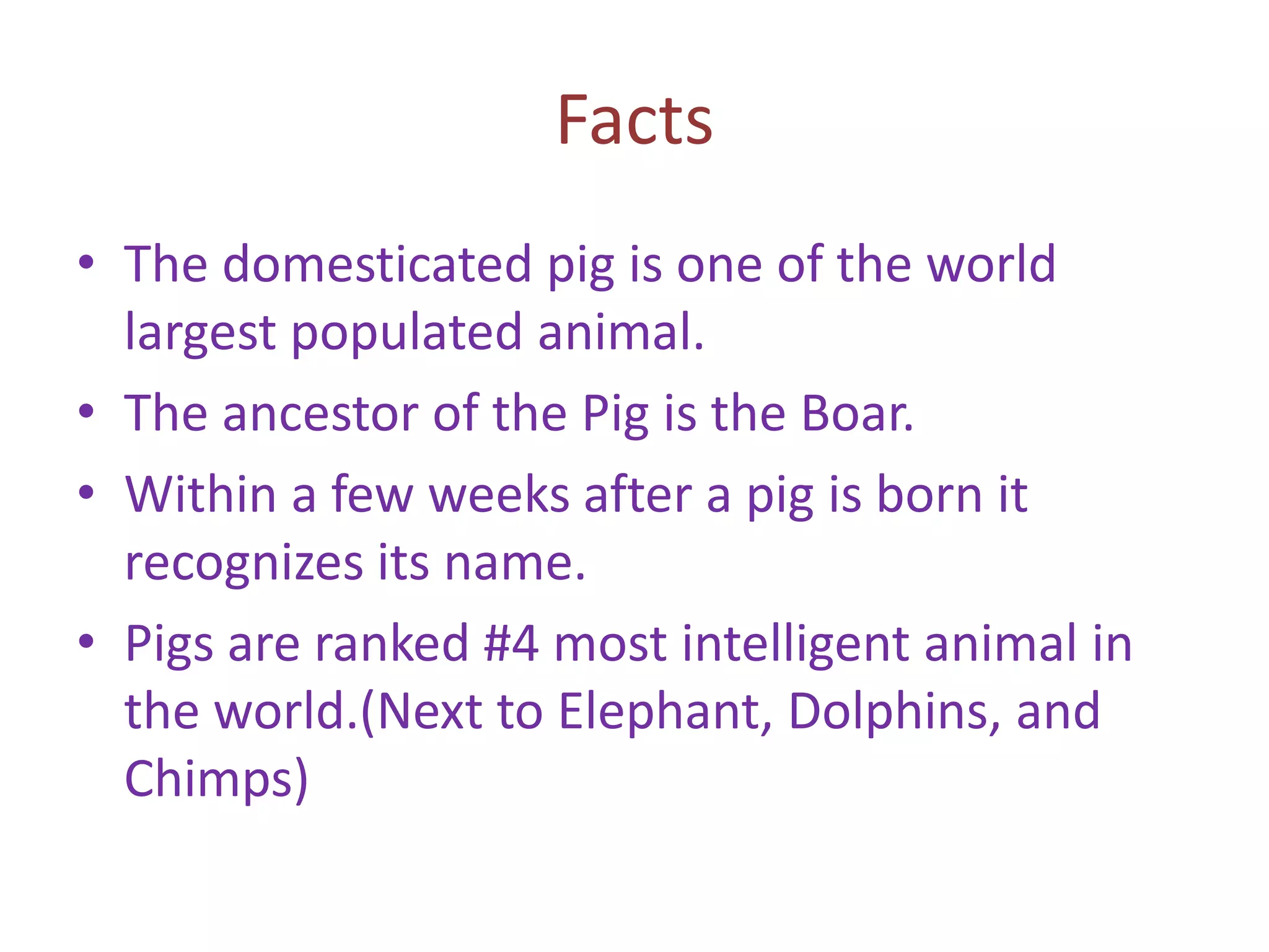 Pigs Sample | PPT