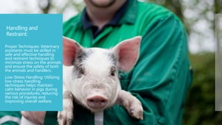 Pigs Project | PPTX