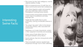 Pigs Project | PPTX