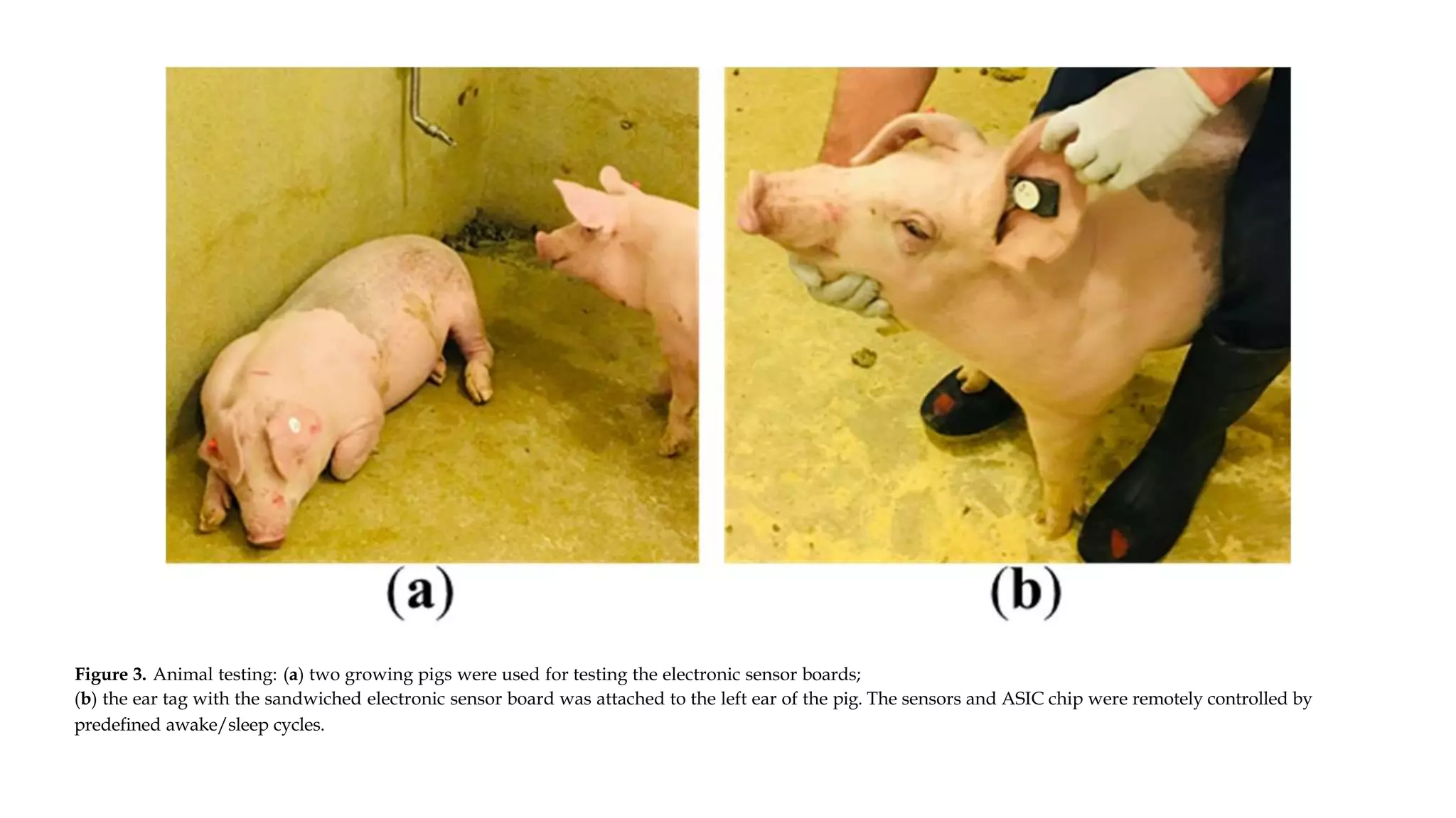 Electronics to Monitor Animal Behavior Remotely | PPTX