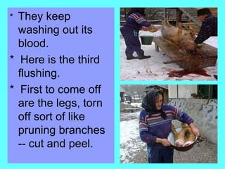 Pig Slaughter | PPT