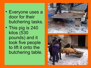 Pig Slaughter | PPT