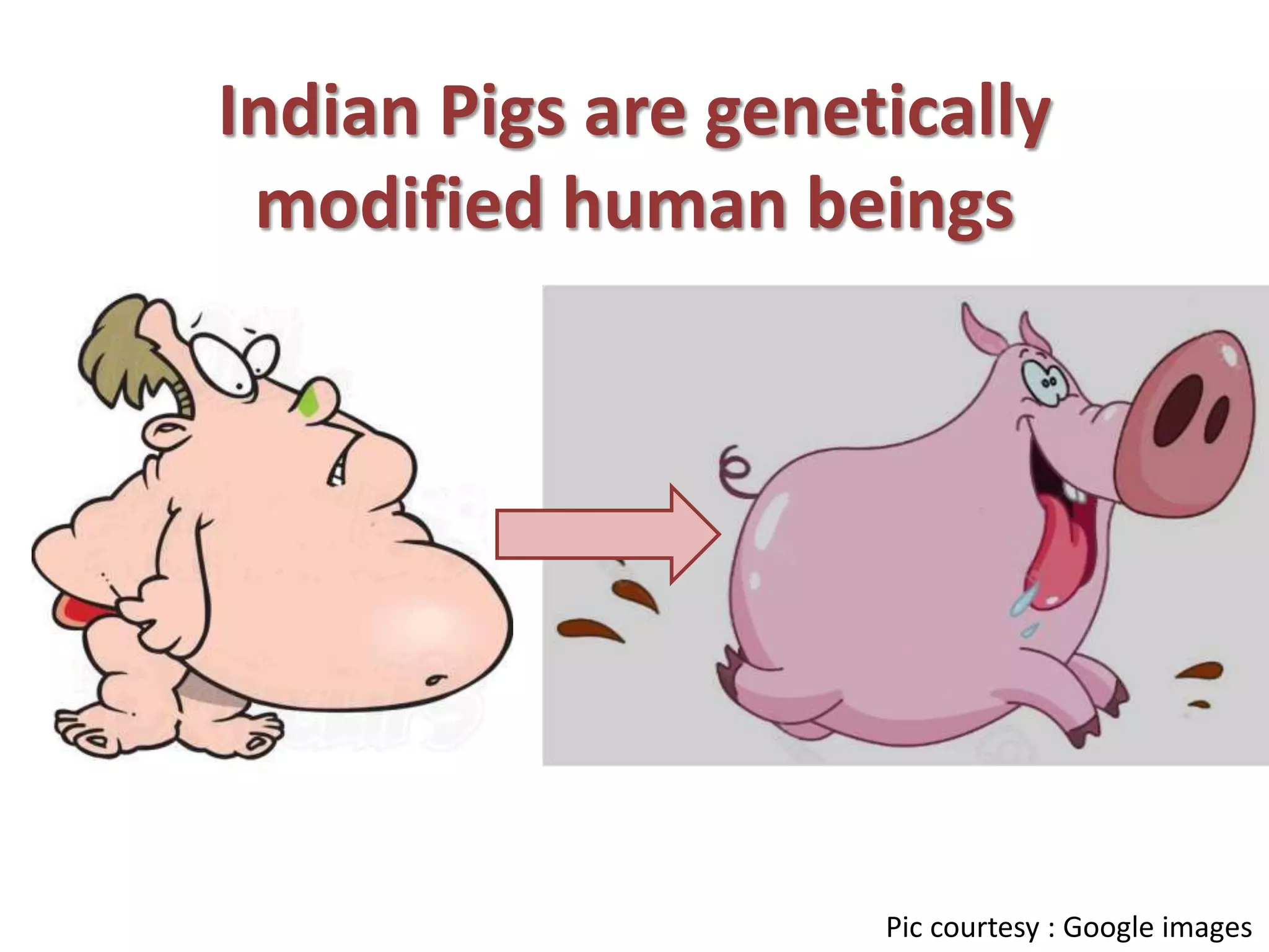 Indian Pigs are genetically modified human beings | PPTX