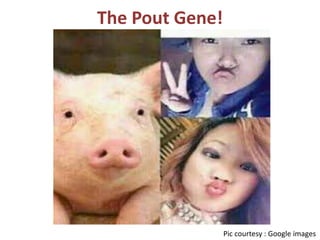 Indian Pigs are genetically modified human beings | PPTX