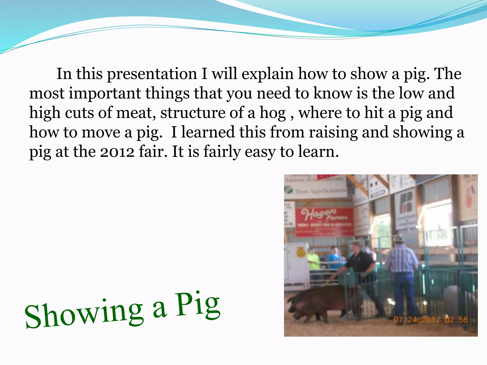 How to Show a Pig | PPTX | Equine Sports | Sports