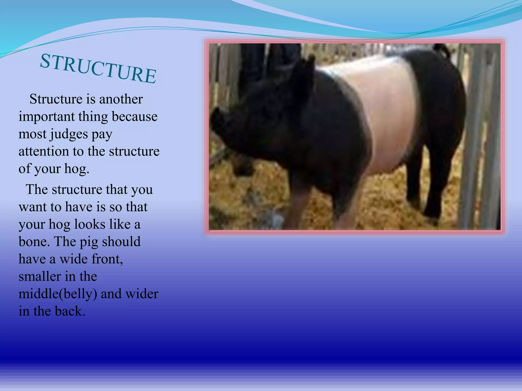 How to Show a Pig | PPTX | Equine Sports | Sports