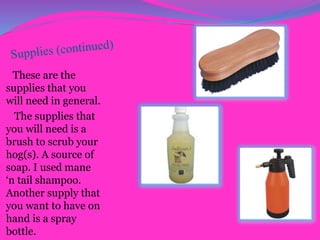 How to Show a Pig | PPTX