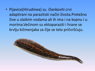 PIJAVICE | PPTX
