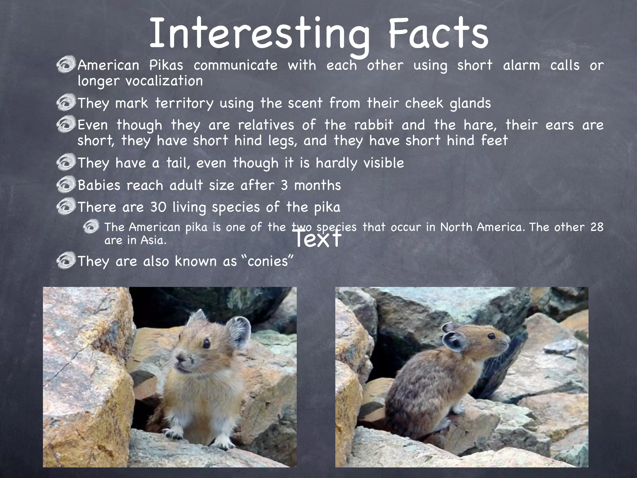 Pika powerpoint ___d_a_n | KEY