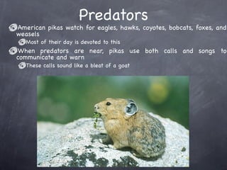 Pika powerpoint ___d_a_n | KEY