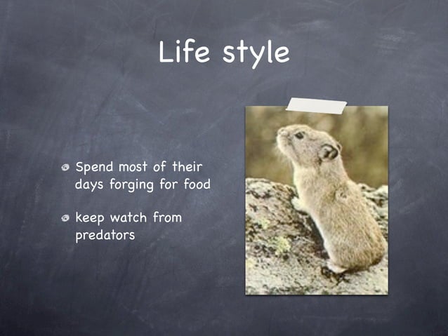 Pika Powerpoint D A N Key