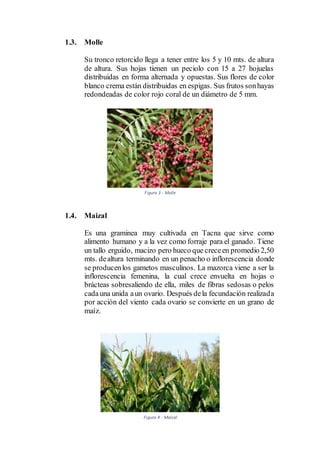 megadiversidad en tacna | DOCX