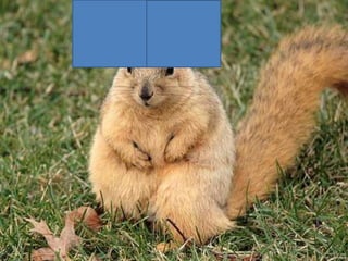 Pildimäng "Kes on pildil" -orav. | PPTX