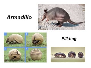Pill bug | PPT