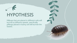 Pillbug Science Experiment Slides Presentation | PPTX