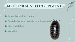 Pillbug Science Experiment Slides Presentation | PPTX
