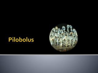 Pilobolus | PPTX