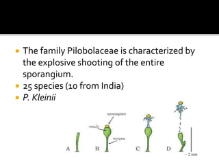 Pilobolus | PPTX