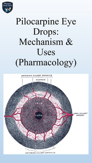 Pilocarpine Eye Drops: Mechanism of action, Uses & Safety | PPTX