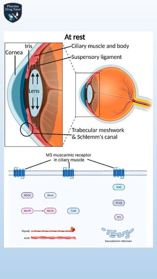 Pilocarpine Eye Drops: Mechanism of action, Uses & Safety | PPTX