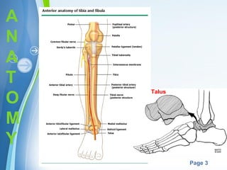 pilon fractures or " plafond " | PPT