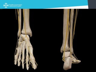 FRACTURAS DE PILON TIBIAL PILON TIBIAL .pptx