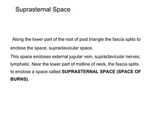 posterior triangle of neck | PPTX