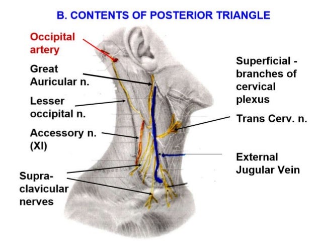 posterior triangle of neck