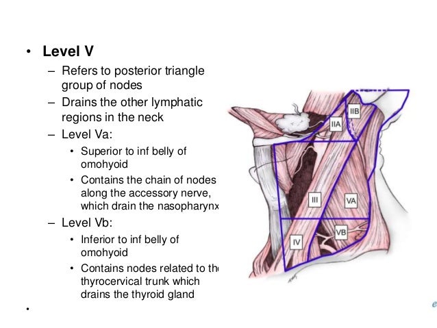 posterior triangle of neck