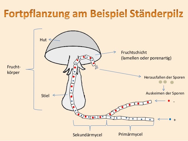 Pilze 1
