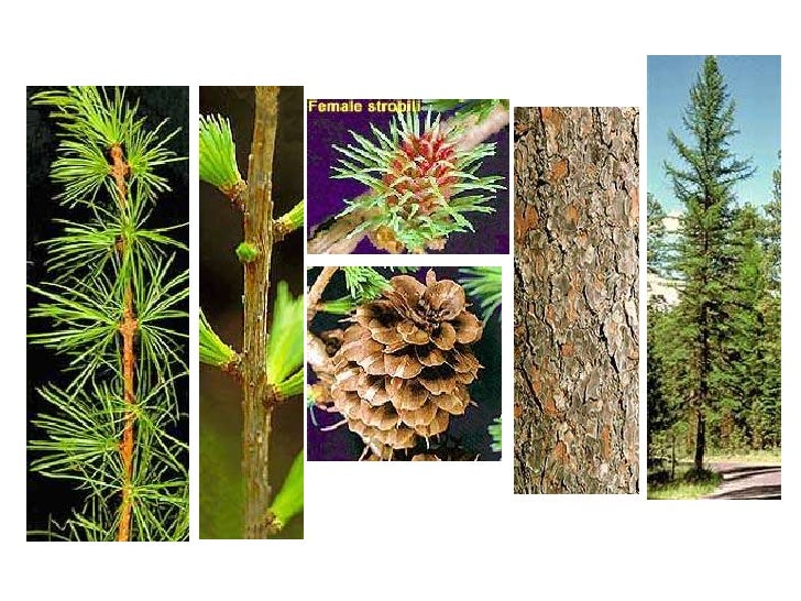 Pinaceae (pine family)