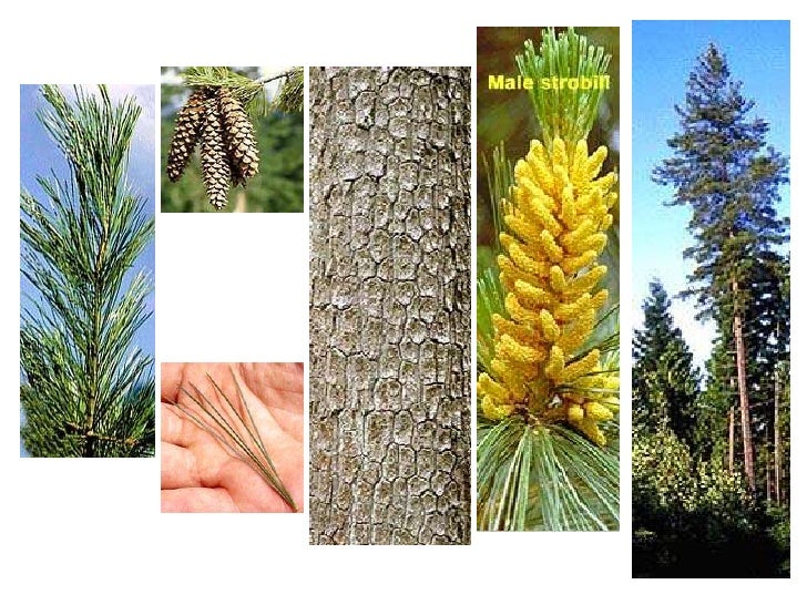 Pinaceae (pine family)