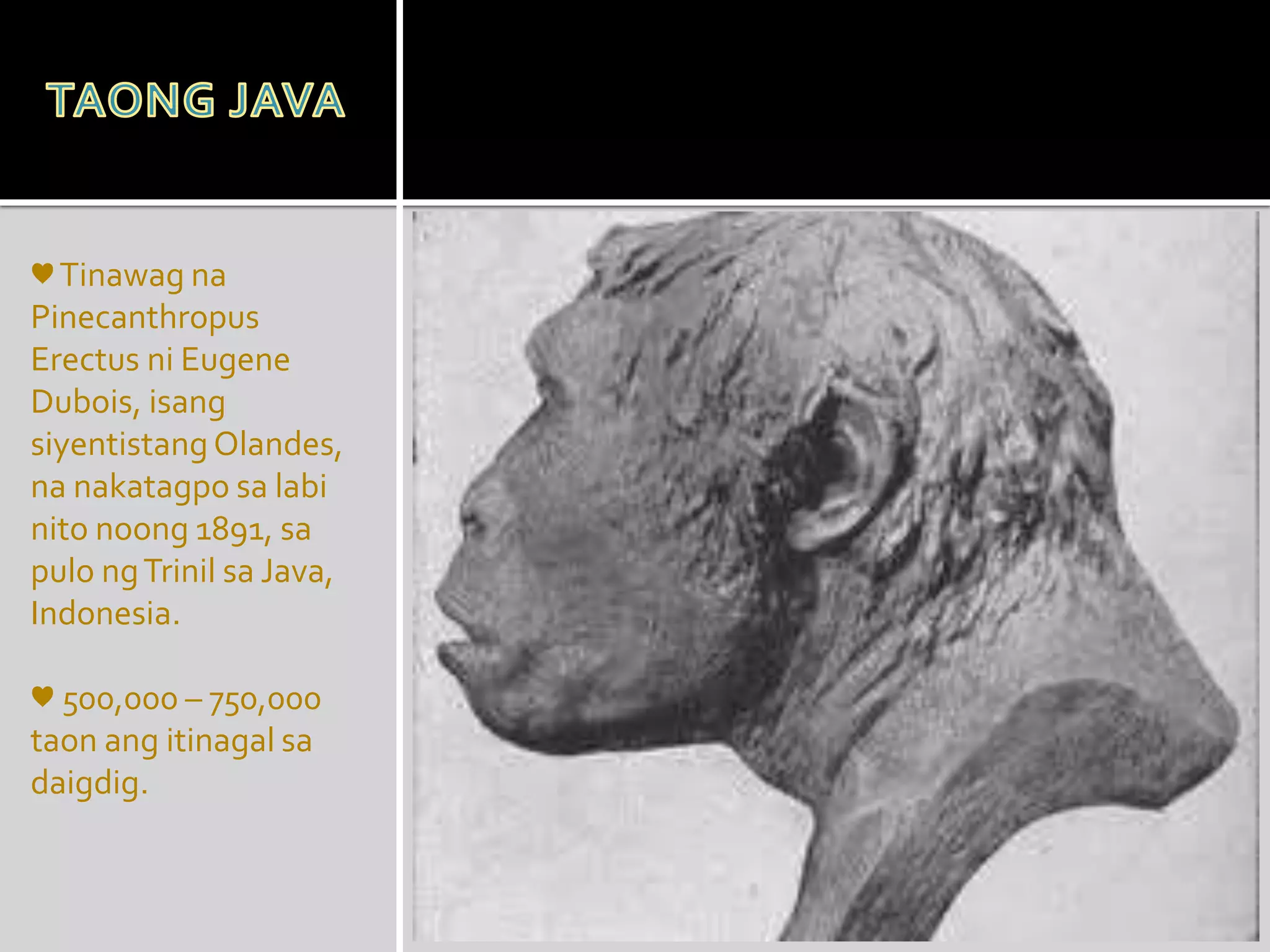 Pinagmulan ng tao | PPTX