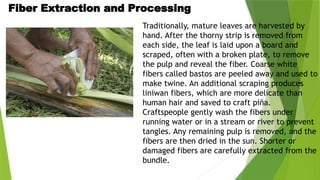 PINA (PINEAPPLE) CLOTH, PH - Indigenous Creative Craft (G2 Report).pptx